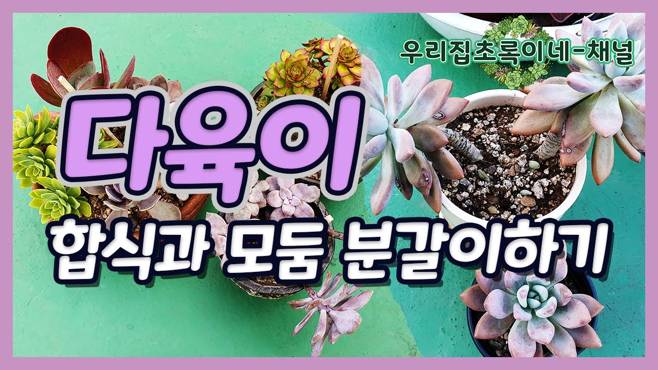 다육이 합식으로 분갈이 했습니다 다육이분갈이 다육이모듬심기 다육이합식 Youtube