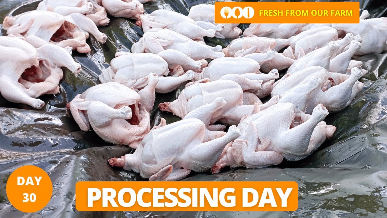 Day 30 : Processing Chicken From Our Farm - YouTube