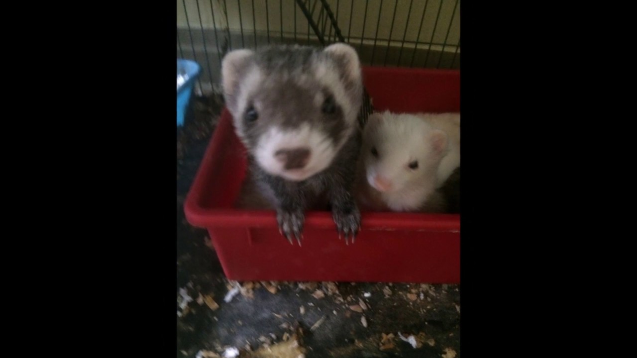 Ferrets - YouTube