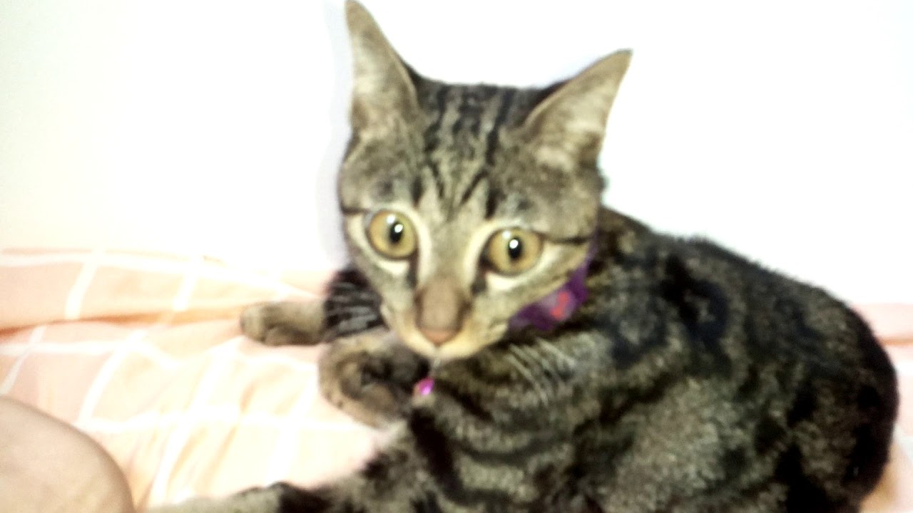 Alexy the cutest cat 999% - YouTube