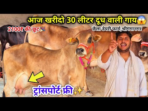 आज ख़रीदो 30 लीटर दूध वाली गाय😱!! ट्रांसपोर्ट फ्री !! Chella dairy farm ...