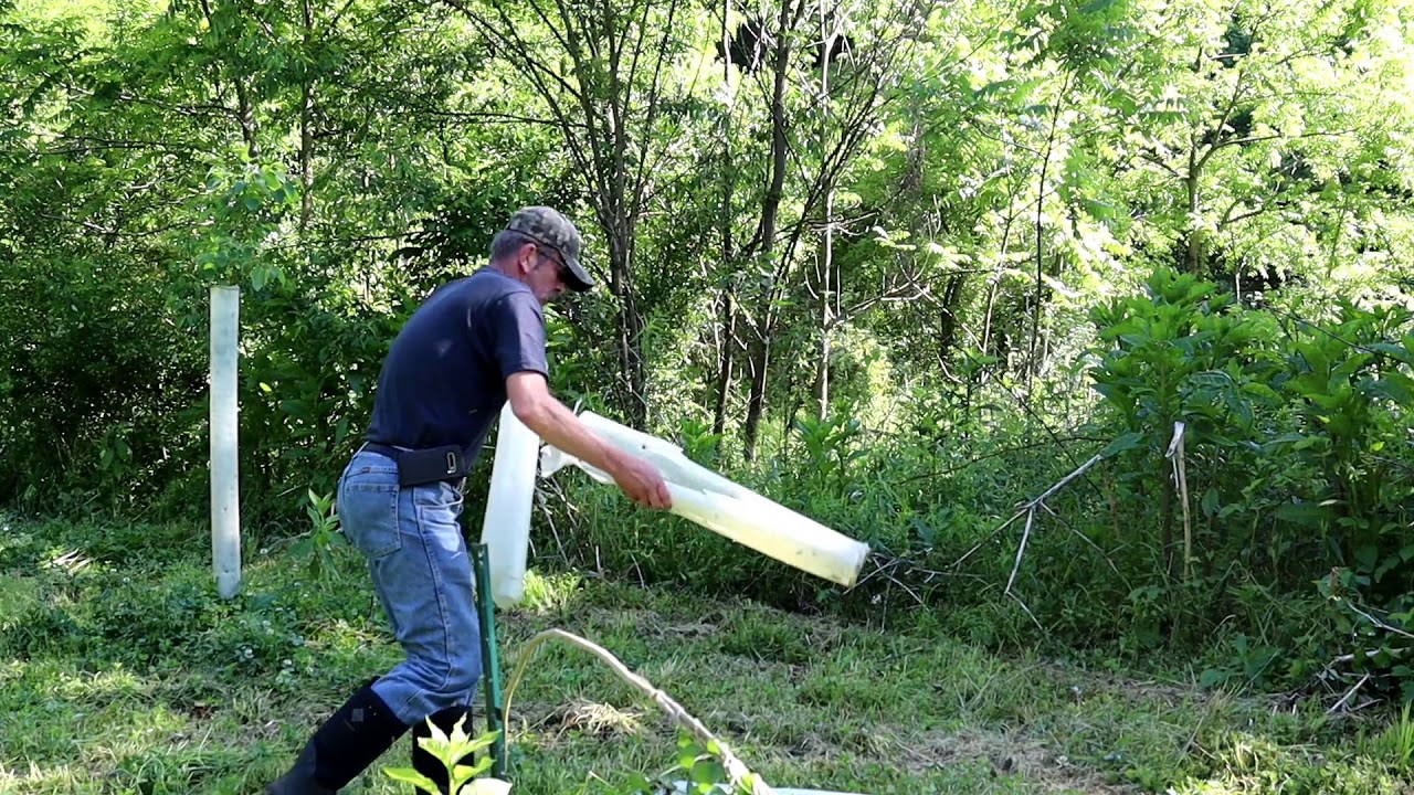 Replacing tree tubes on Persimmon tree - YouTube