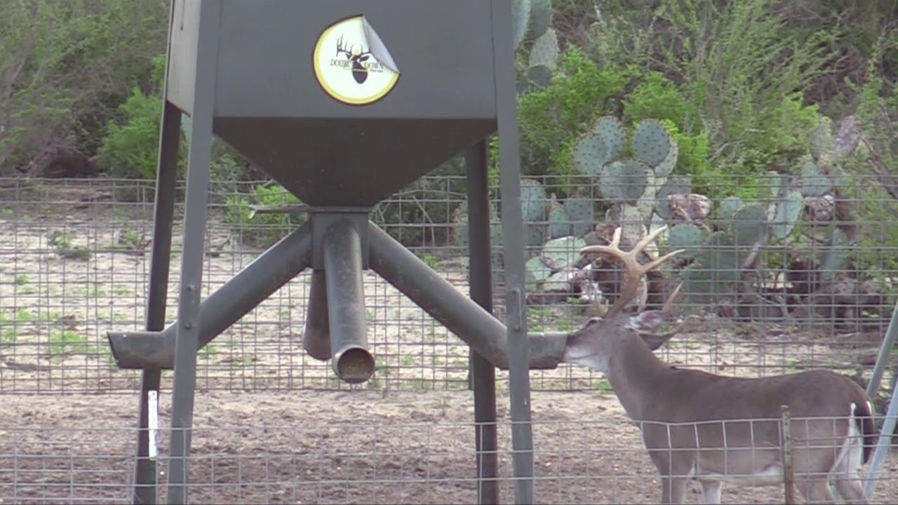 Trophy Bucks Hunting South Texas Monster Low Fence Bucks - YouTube
