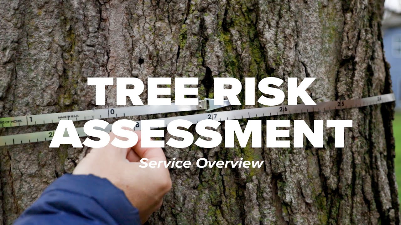 Tree Risk Assessment Service Overview I Russell Tree Experts - YouTube
