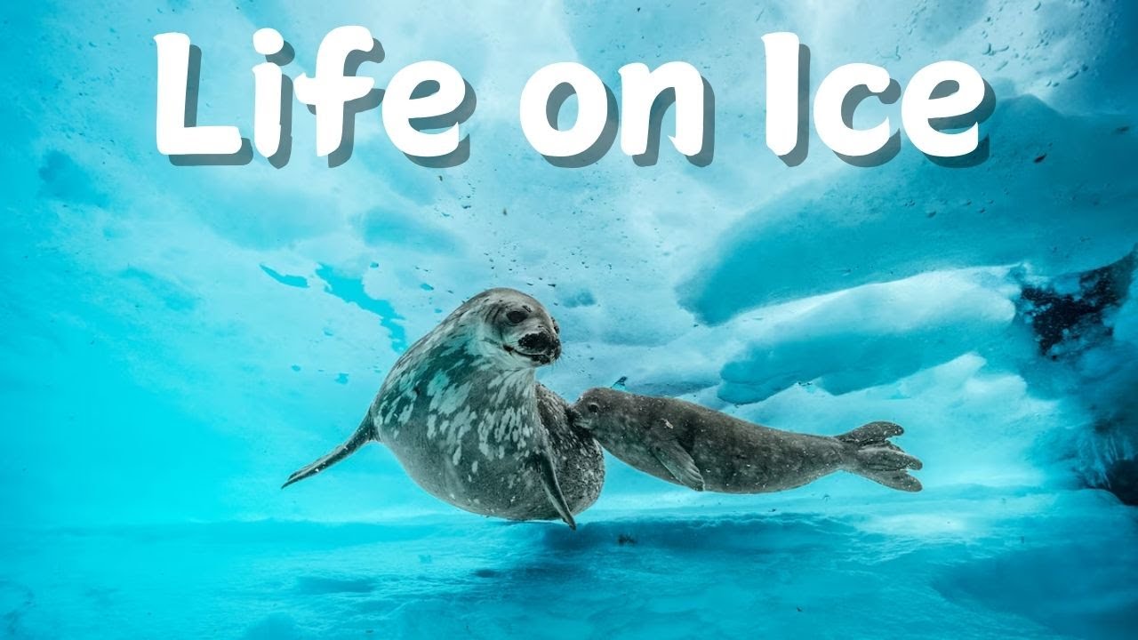 Life on Ice: Amazing Wildlife of Antarctica - YouTube