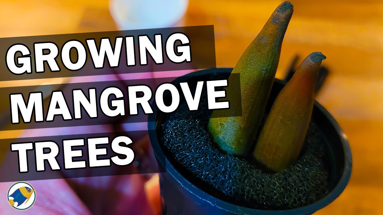 Adding Mangroves to Planted Lagoon | How to Grow Mangroves in Reef Tank ...