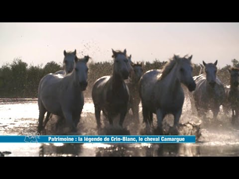 La légende de Crin-Blanc, le cheval Camargue - Météo à la carte