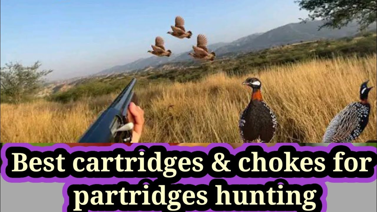 Best cartridge and choke for partridge hunting!!Part11. - YouTube