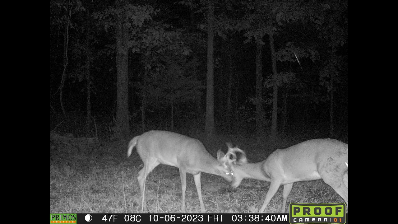 Cold Front Before Halloween- Get Out There! Cell Cam Footage of Buck ...