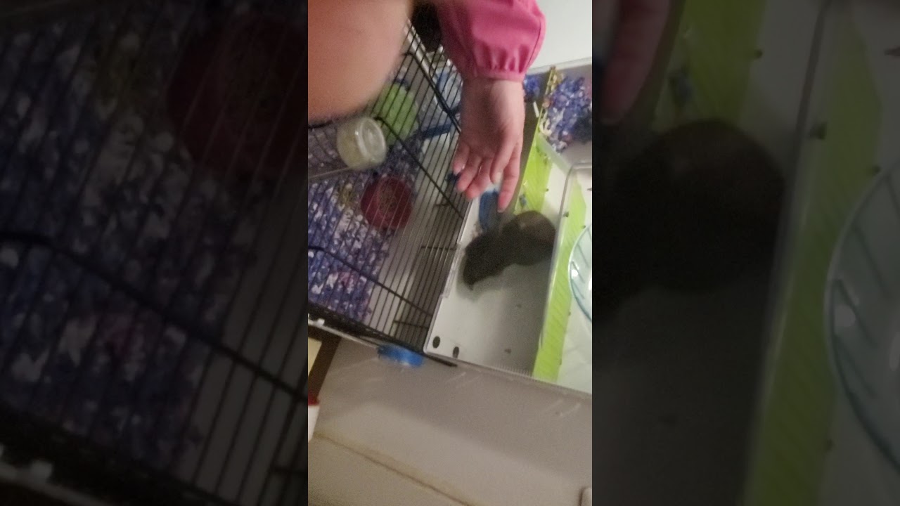 Screaming hamster😯 - YouTube