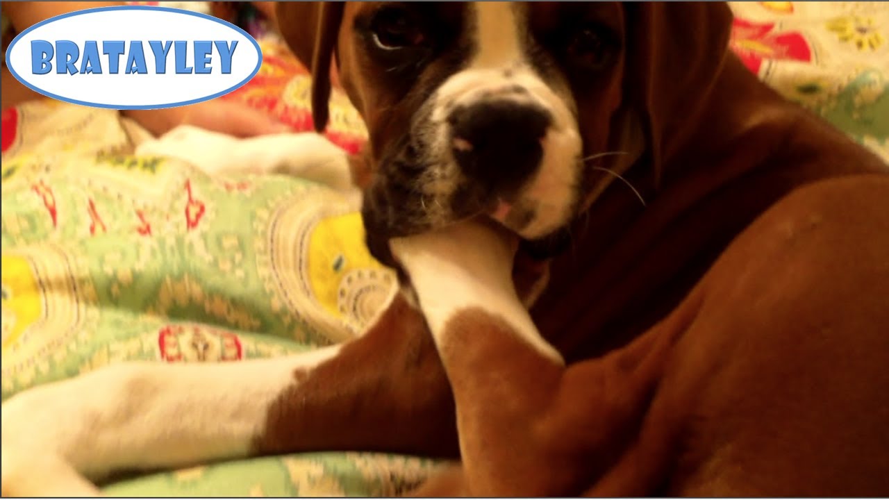 Dog Eats Own Foot (WK 140.7) | Bratayley - YouTube