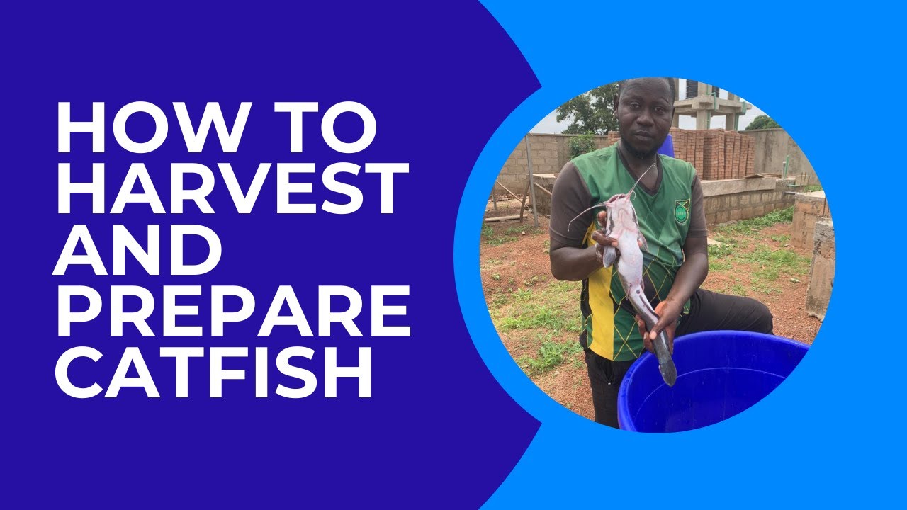 How I Harvest and Process Catfish For Consumption - YouTube