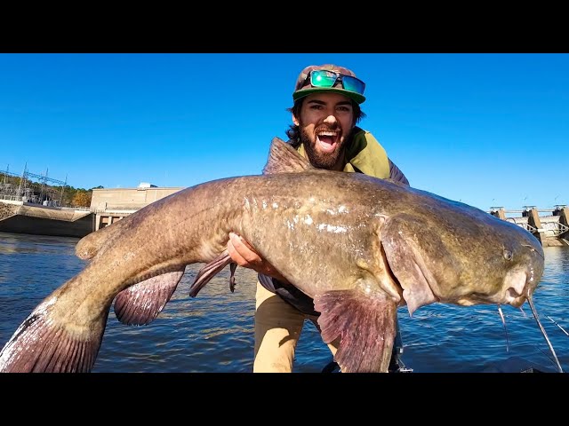 Life Runner Catfish In Fisherman Wrangles Massive Catfish In Downtown