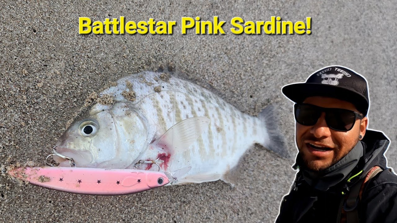 OCTOBER PINK SARDINE Battlestar Tackle CALIFORNIA Surf Fishing For ...