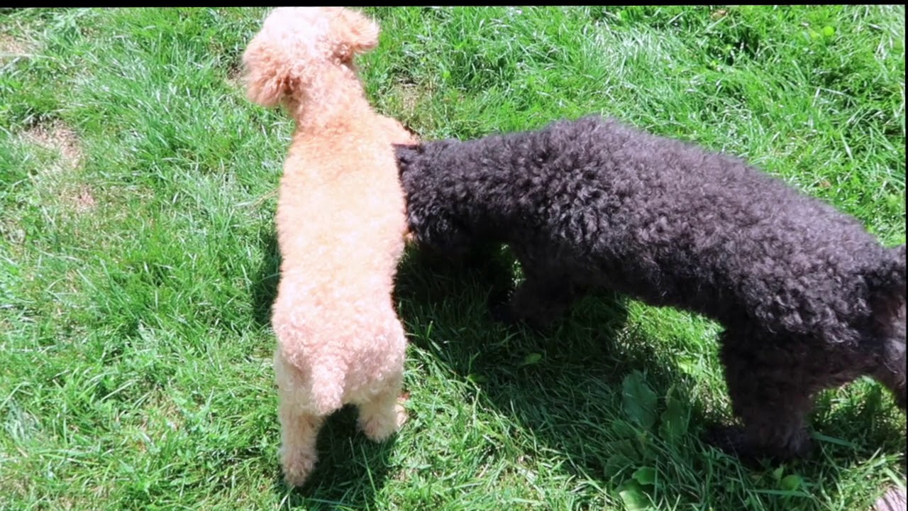 Cute Poddle Puppies - YouTube