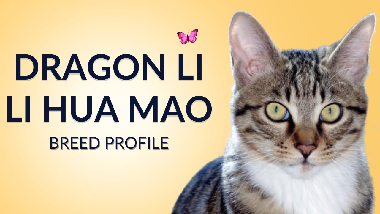 Dragon li Cat Chinese Mao Breed Profile History - Price - Traits ...