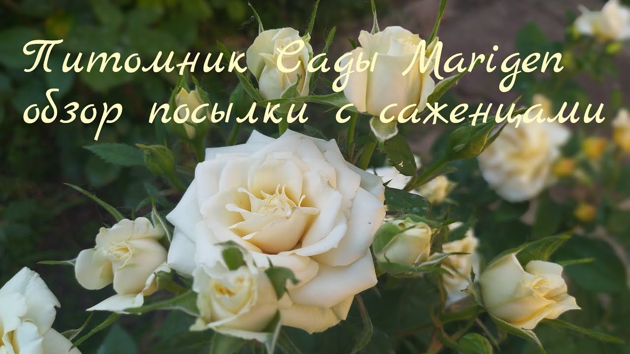 Обзор саженцев. Питомник "Сады Marigen". - YouTube