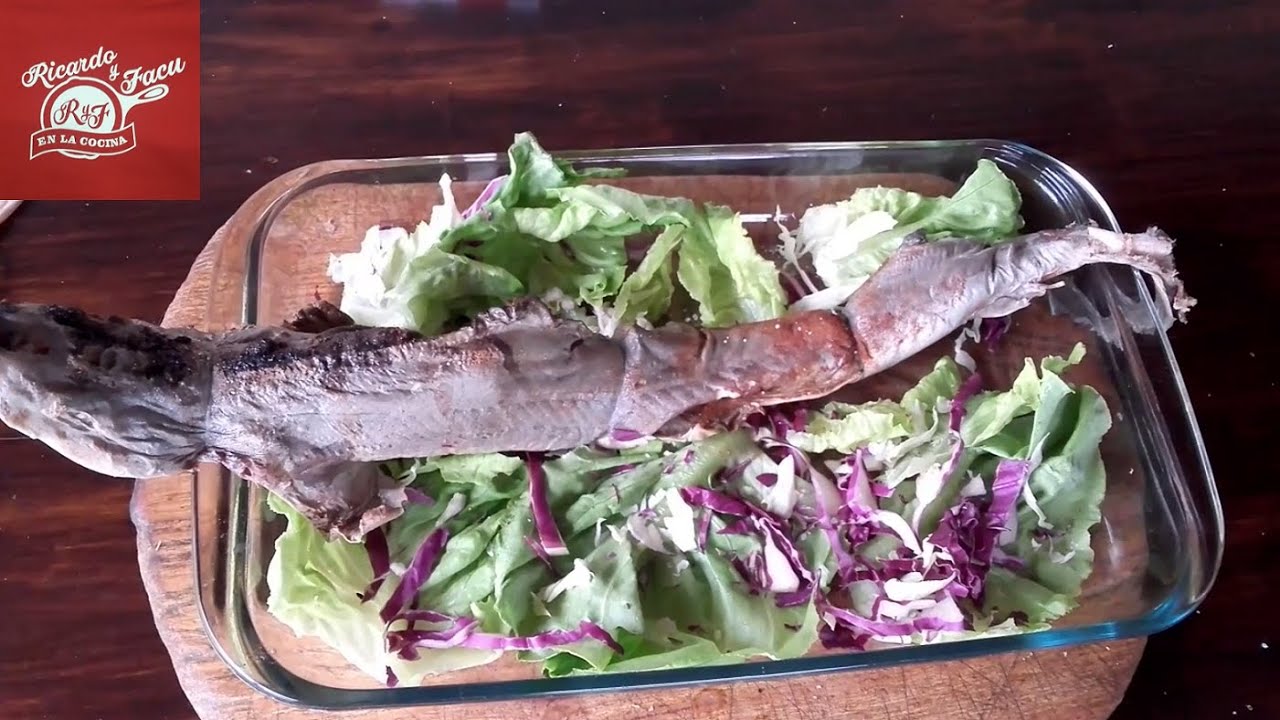 Cómo Obtiene Su Comida Un Tiburón Cazón