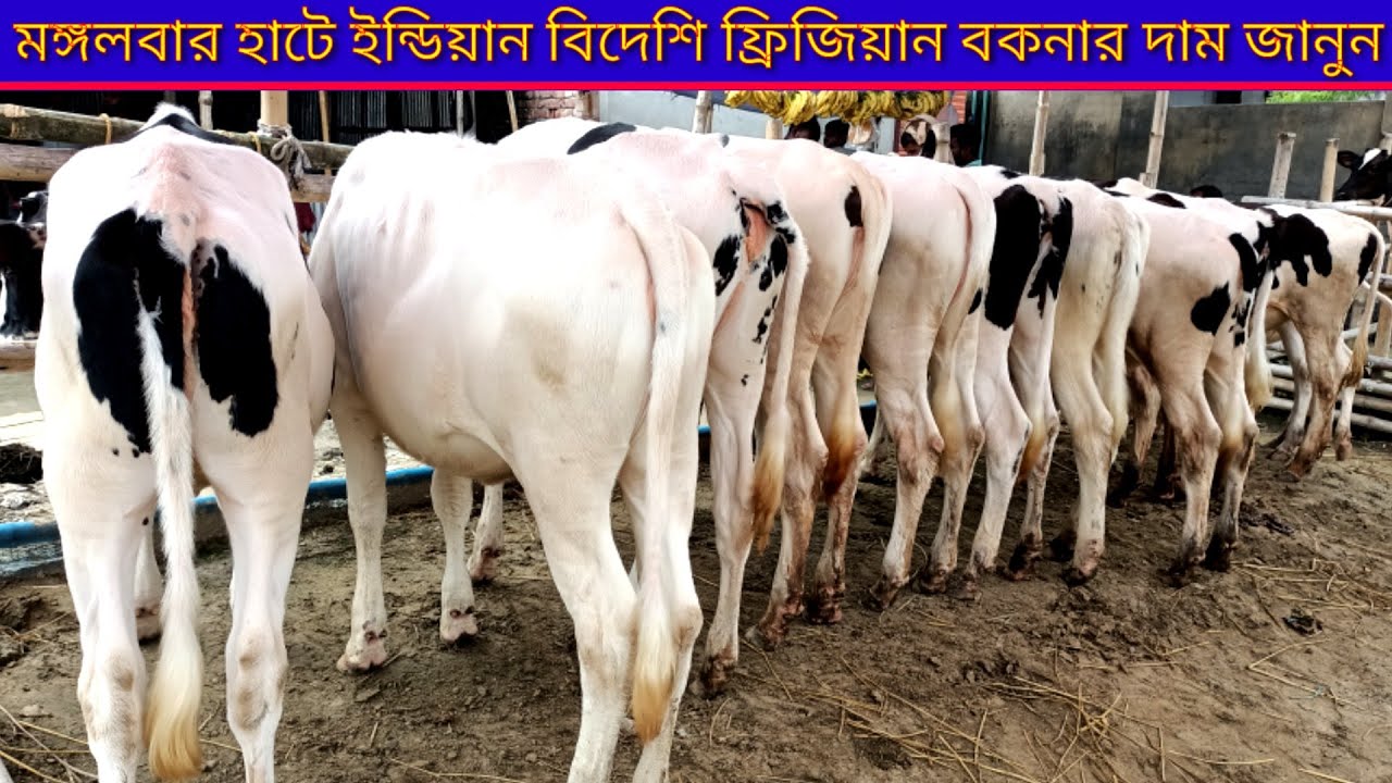 মঙ্গলবার অরনকোলা হাটে উন্নত ইন্ডিয়ান বিদেশি ফ্রিজিয়ান বকনার দাম জানুন ...
