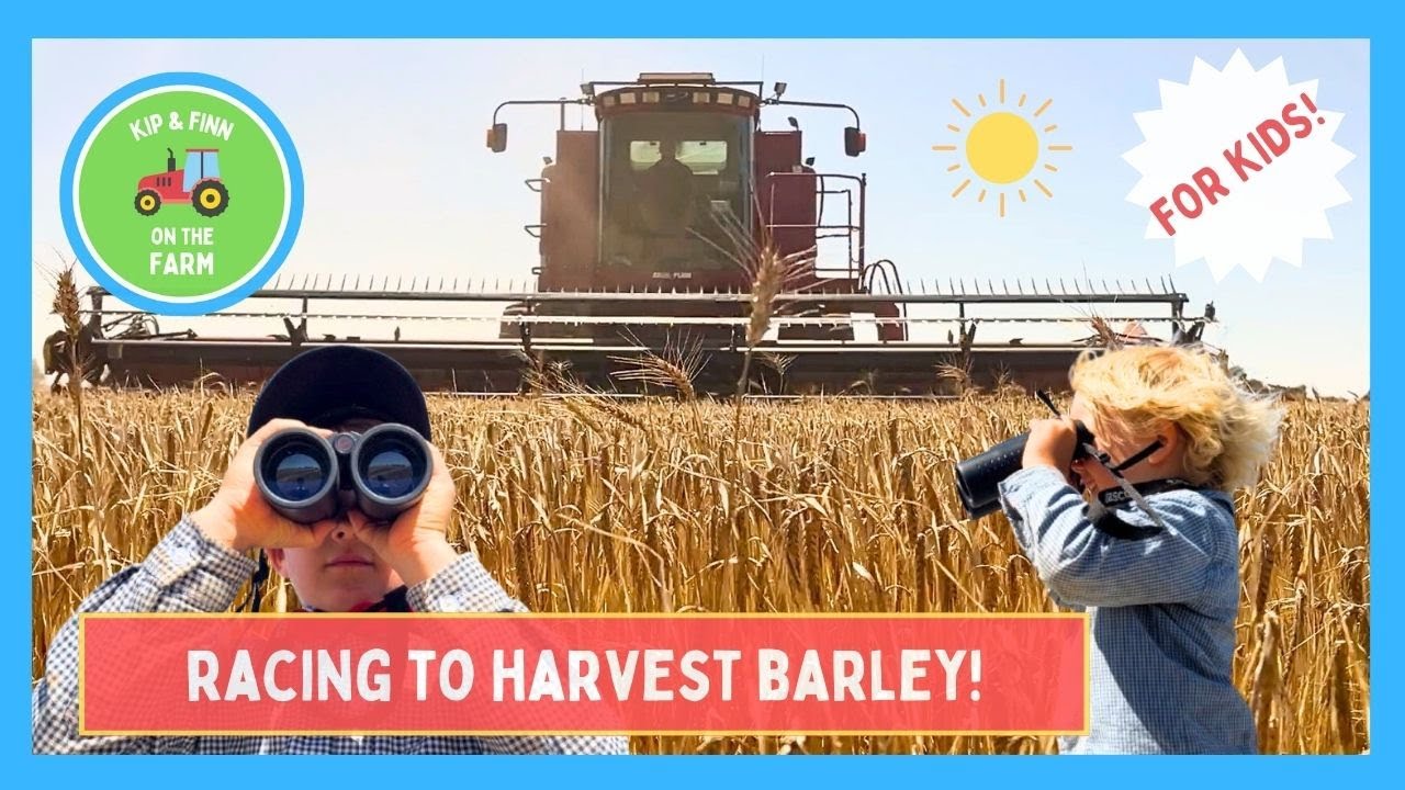 🚜 Racing to Harvest Barley! Can We Fill the Big Truck in Time? 🌾 - YouTube