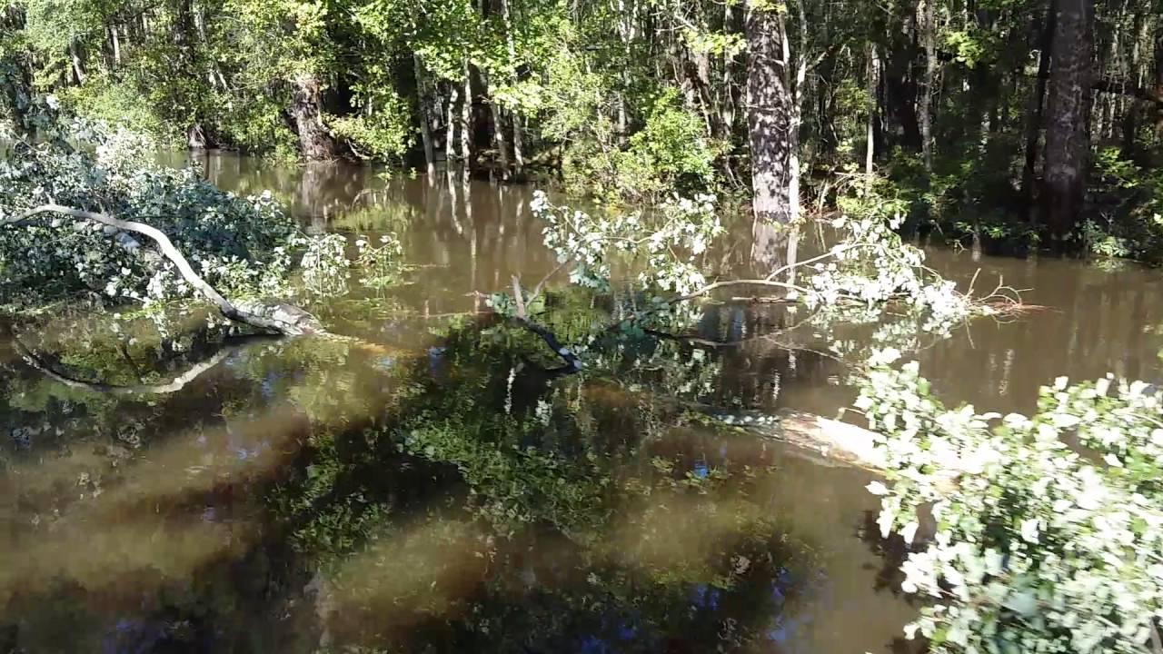 Hurricane Matthew & Waccamaw River Flooding on Pitch Landing Conway SC ...