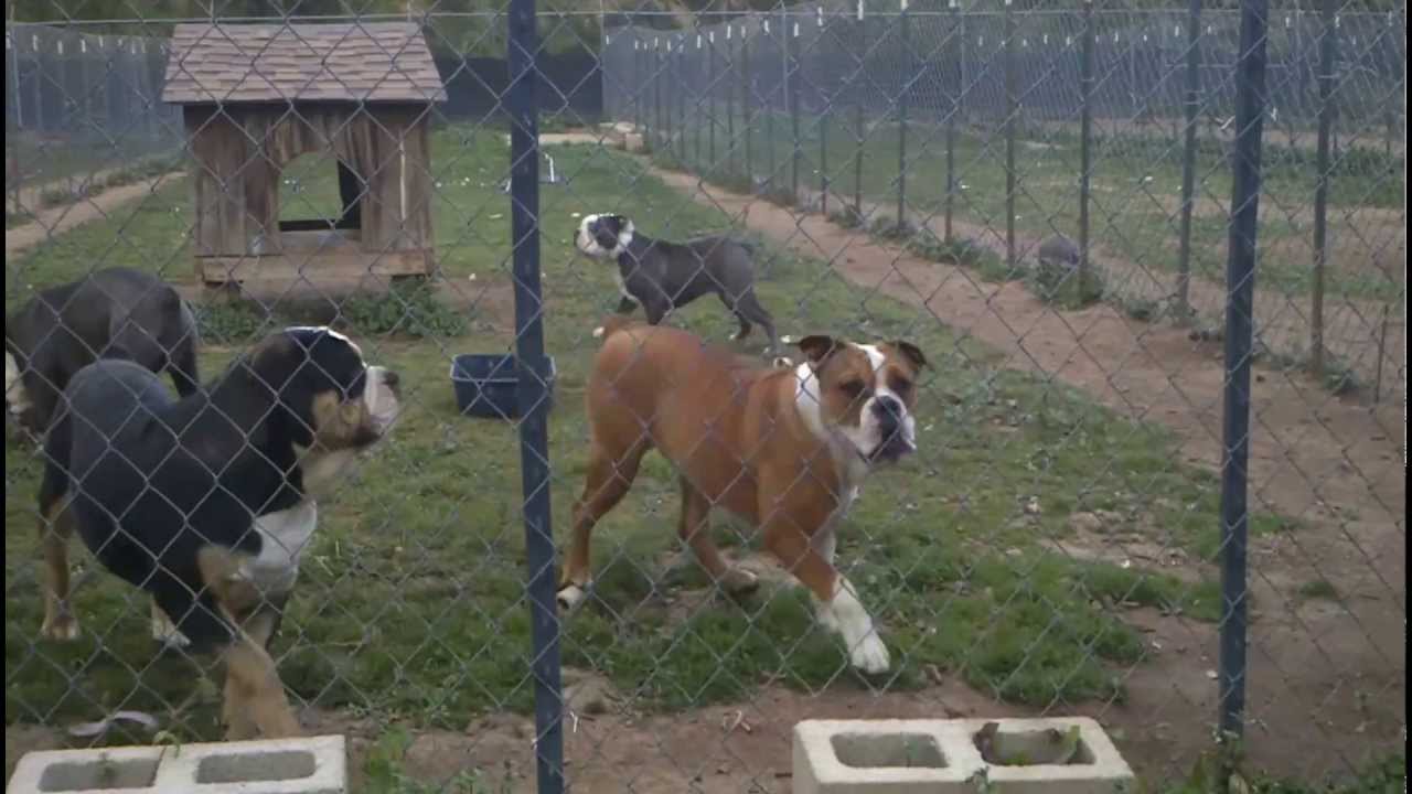 Olde English bulldogge farm - YouTube