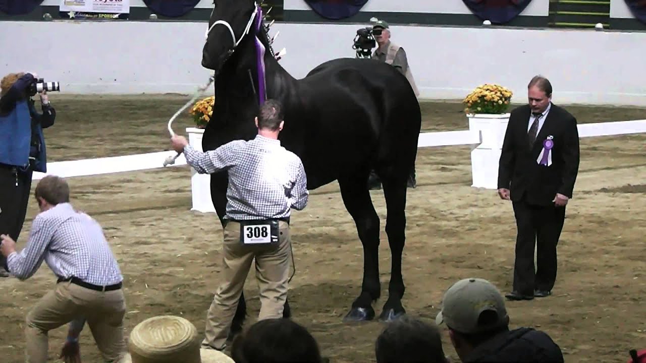 2014 World Percheron Congress Supreme Champion Percheron Selection ...