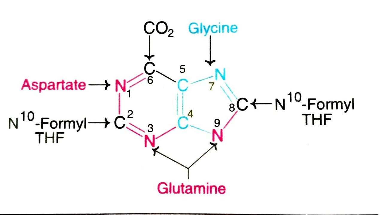 |Biosynthesis of Purines|Purine synthesis| Adenine and Guanine|Salvage ...