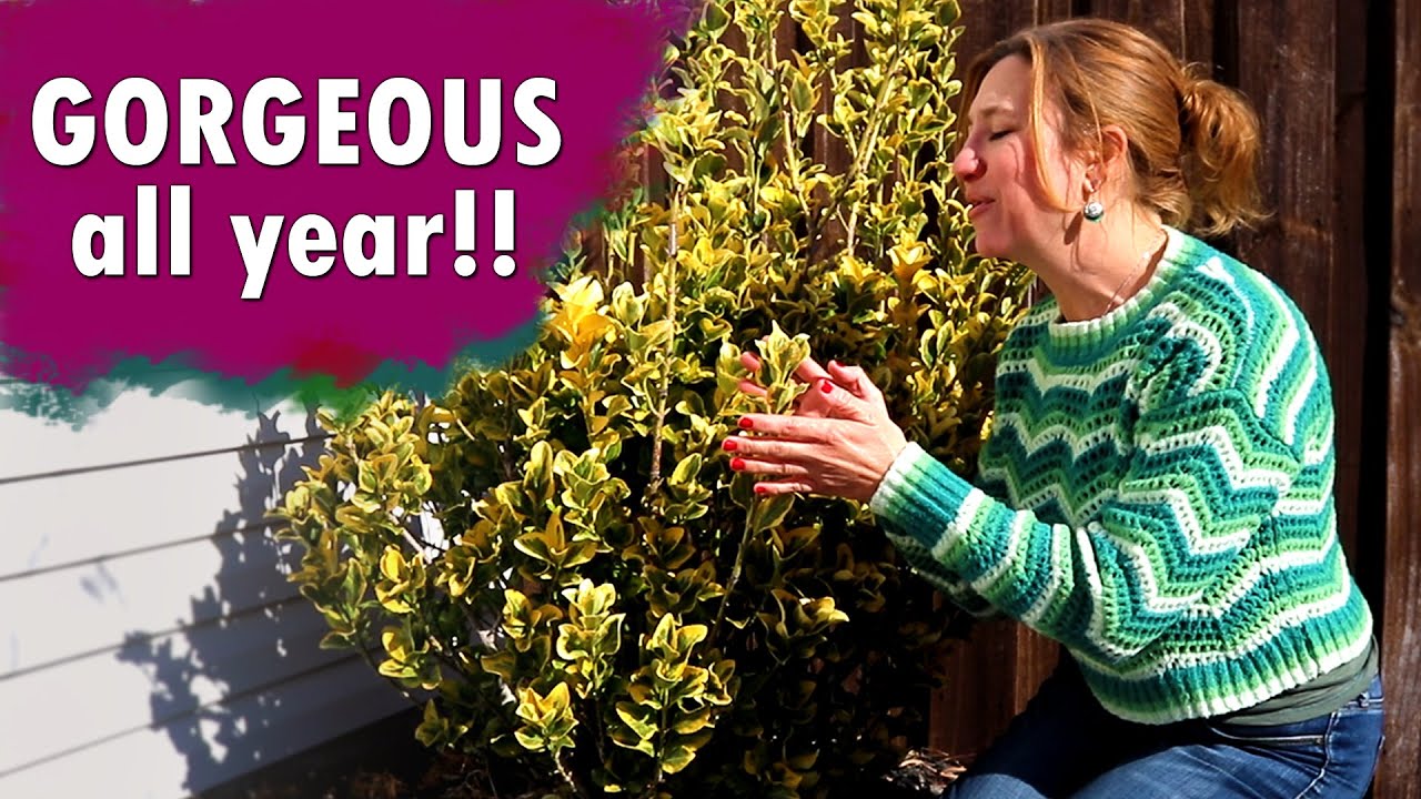 Variegated Evergreen Shrubs to add COLOR to your Winter garden!! - YouTube