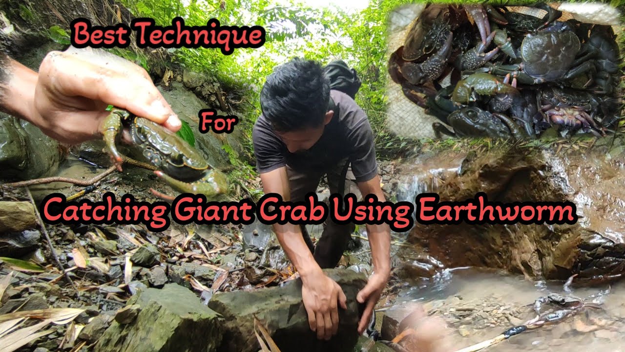 Catching Giant Grabs In A Stream Using Earthworm | Best Technique ...
