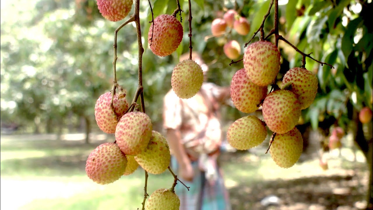 Litchi Farming। মাগুরার লিচুর বাগান। Litchi garden in Magura,Jessore ...