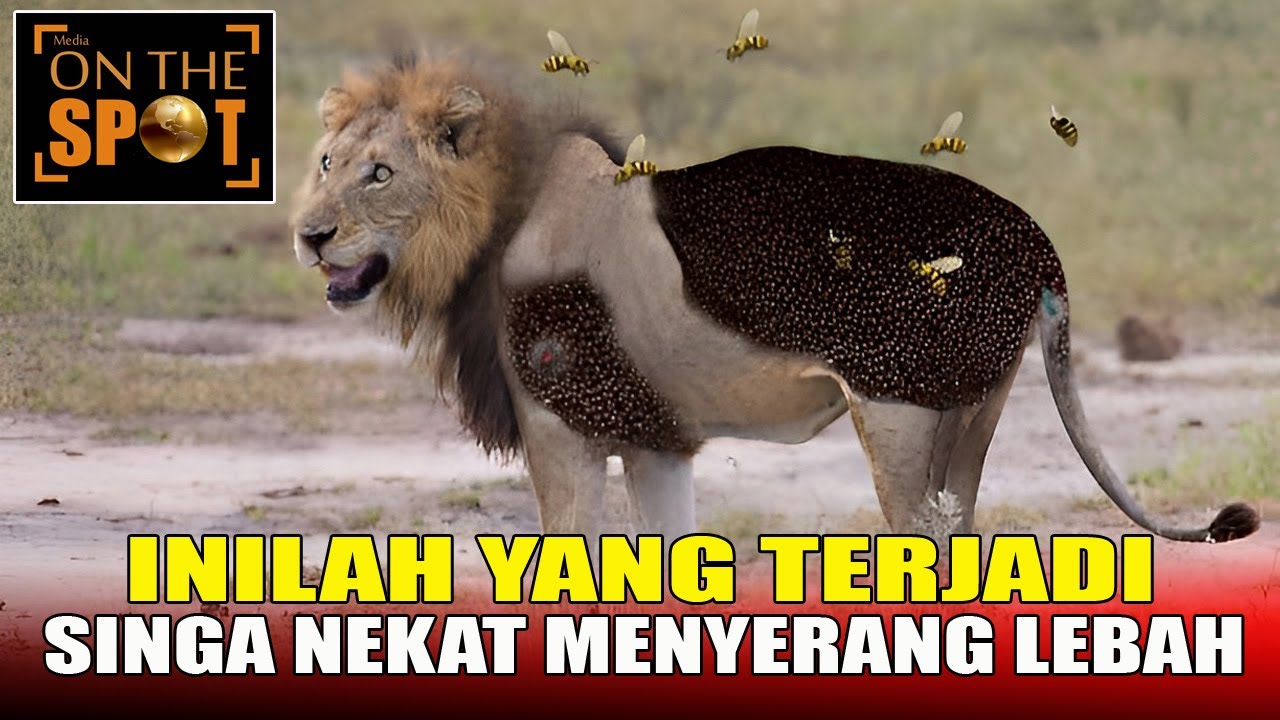 MENGERIKAN | INILAH YANG TERJADI KETIKA SINGA NEKAT MENYERANG SARANG ...