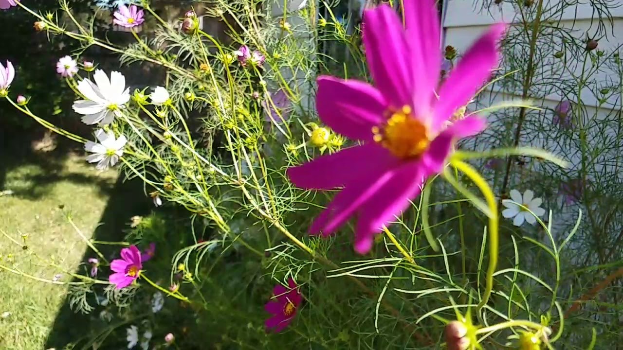 Free Stock Video Download - Slow motion Flower - YouTube