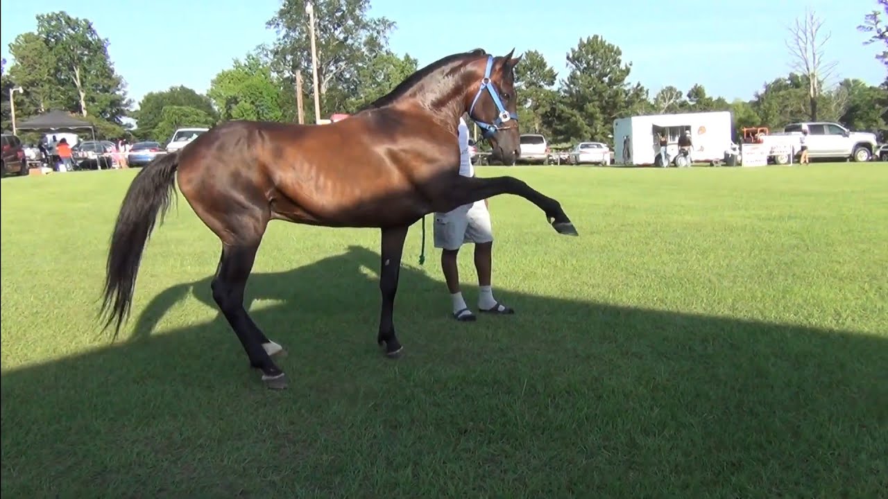 Best Looking Mare Contest at Bread Winners Annual Trail Ride (Halter ...