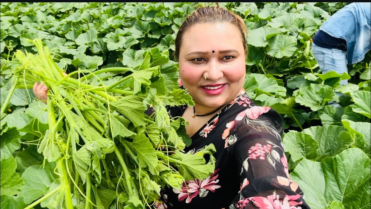 Aaja chai hami amish ko farm ma vegetable kinna jadai xau sathi haru ...