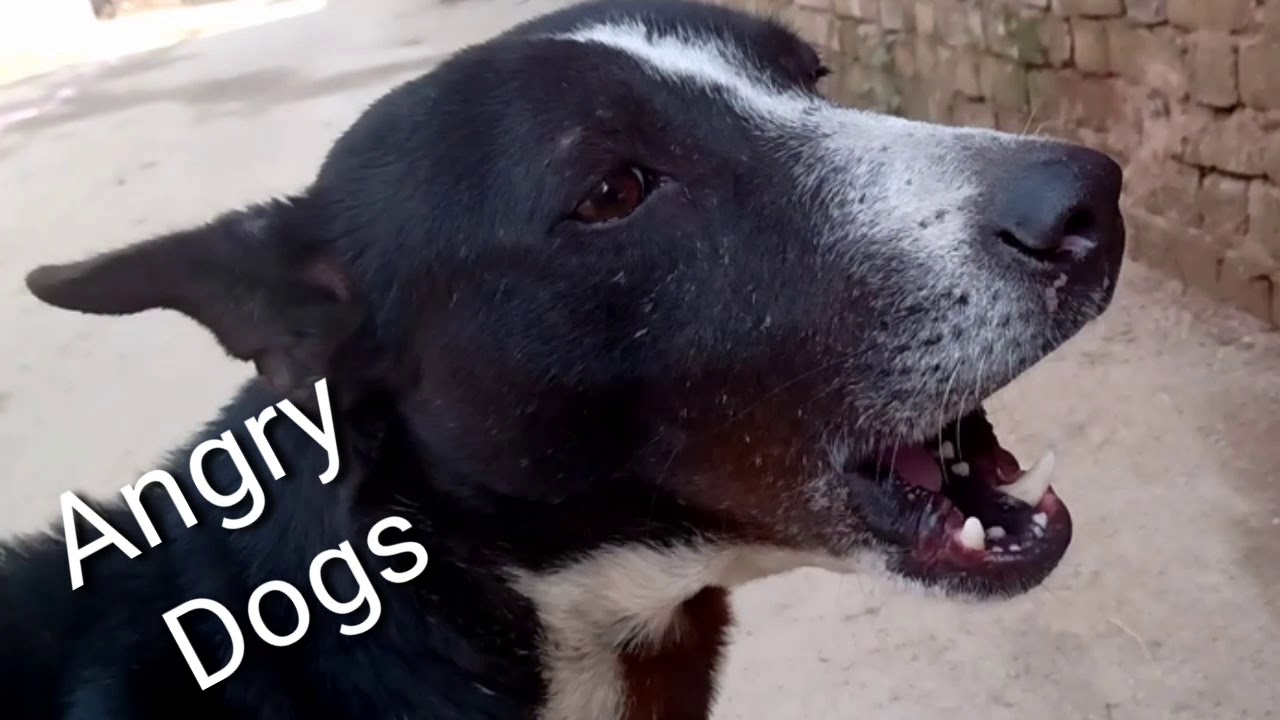 How to stop Angry Dogs Fight - YouTube