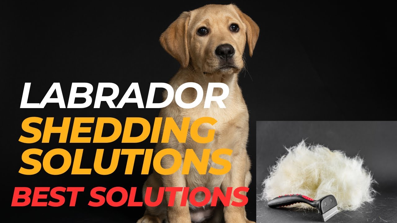 Labrador shedding solutions | Retriever dog | Labrador Secrets - YouTube