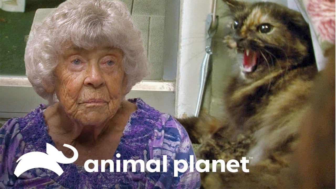 Old Cat Lady Gif