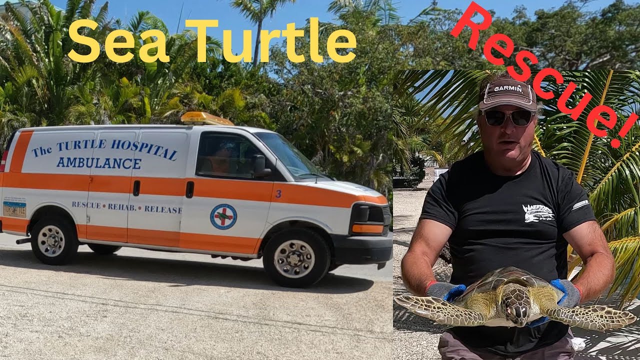 Sea Turtle Rescue & The Marathon Turtle Hospital - YouTube