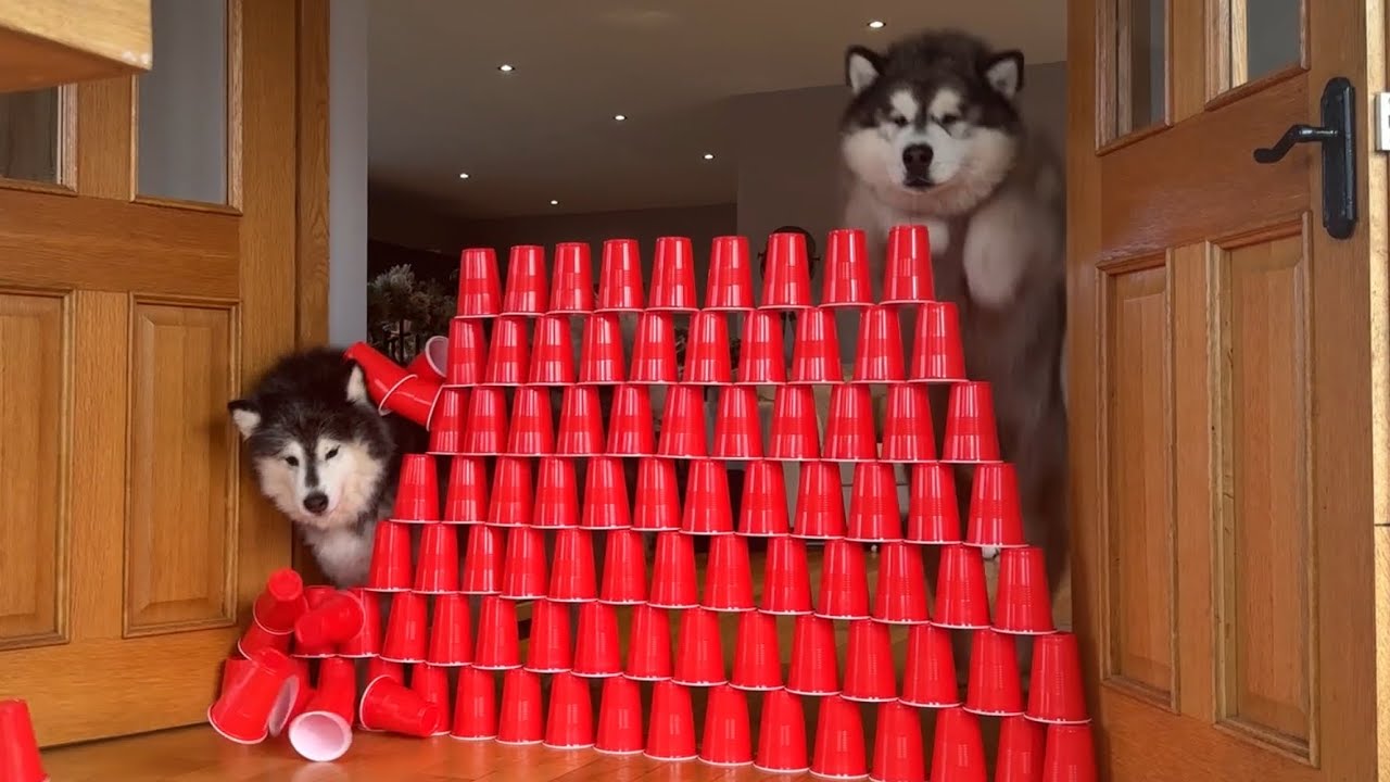 How High Can A Husky Jump! Are They Really Escape Artists? (Cats ...