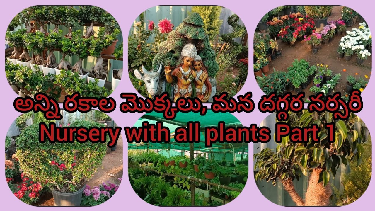 అన్ని రకాల మొక్కలు, మన దగ్గర నర్సరీ, Nursery with all plants, saplings ...