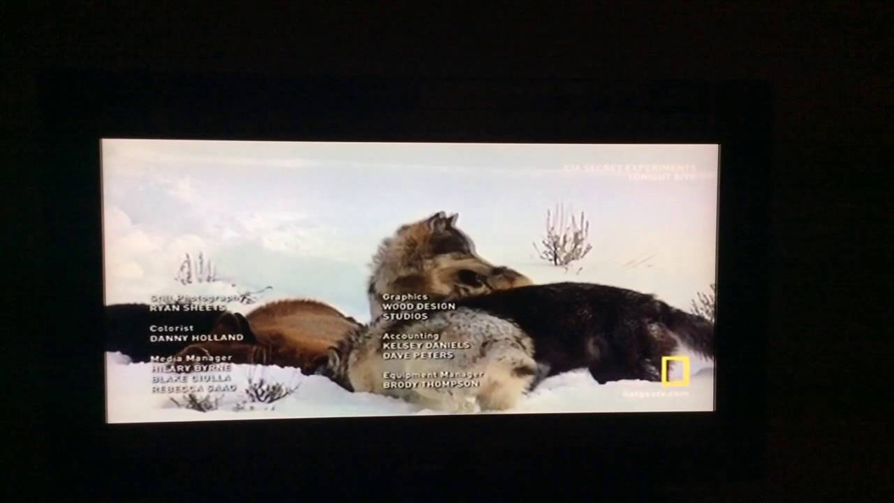 Wolves v.s. Elk - YouTube