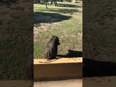 Warthog scratching his balls - YouTube