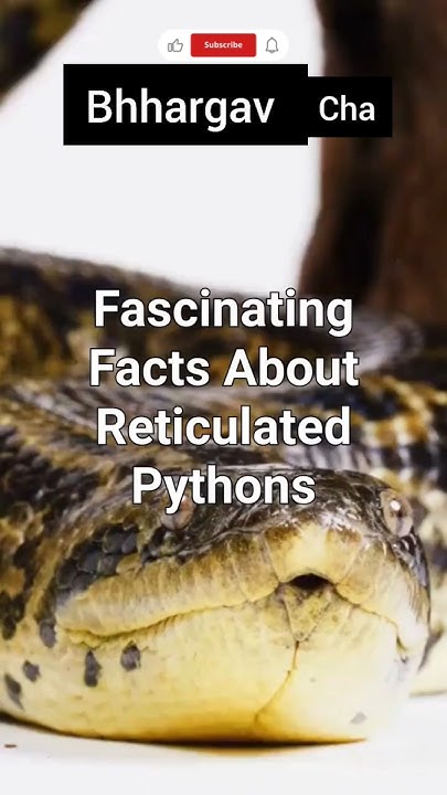 Reticulated Python: The World’s Longest Snake!" - YouTube