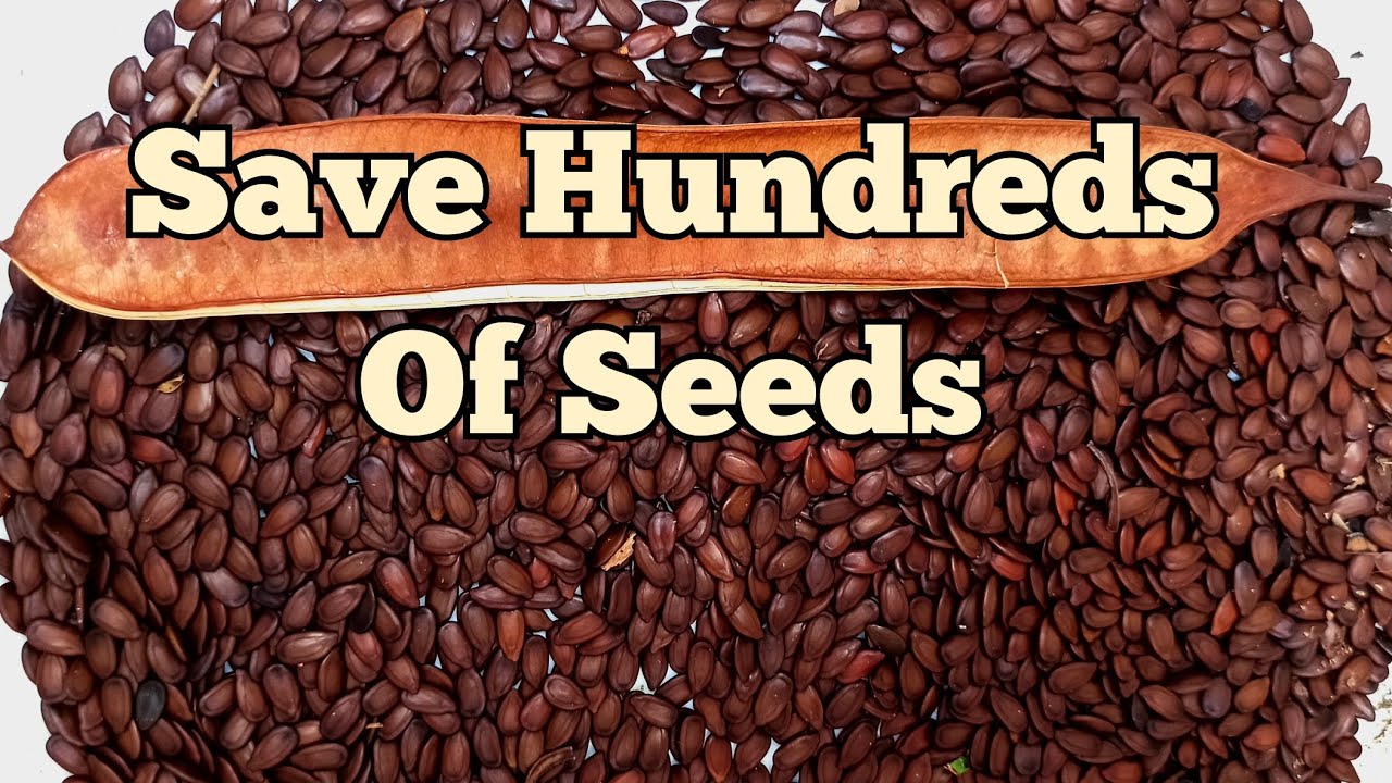 Harvesting 100s of Support Tree Seeds for Syntropic Agroforestry - YouTube