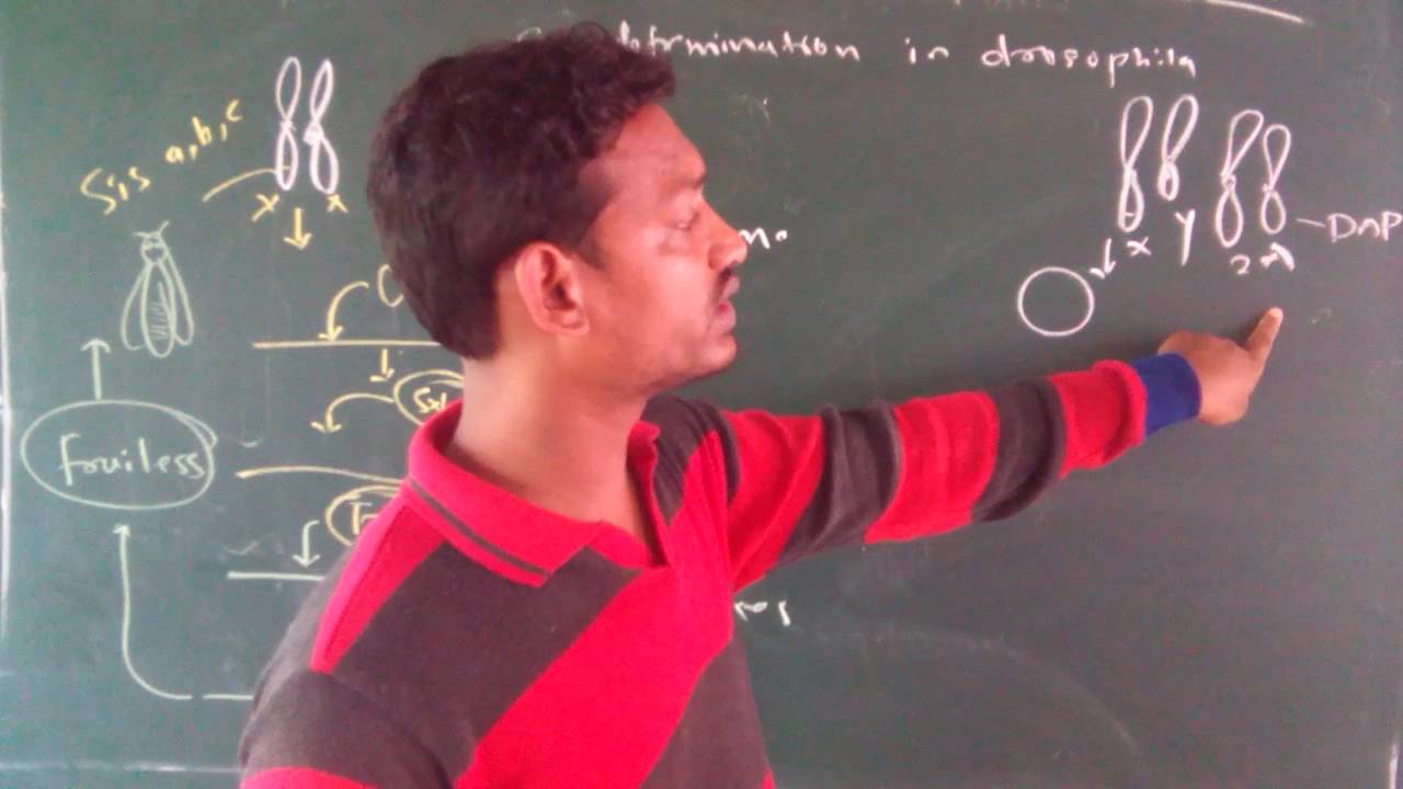 Sex Determination In Drosophila Part 1 Youtube 9719