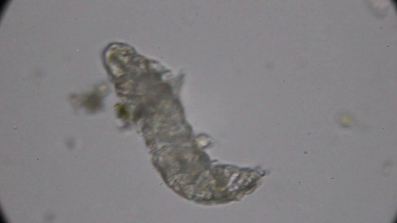 Tardigrade au microscope - HD - YouTube