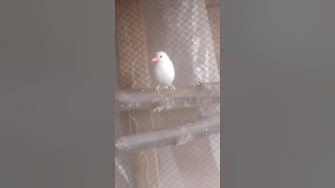 mashallah my so beautiful white Java Sparrow 🐦#parrot breeding 💯 my ...