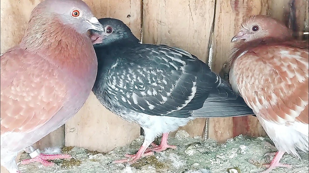 Pigeons, the sign of love and peace | Kabutar ki video | Kabutar baazi ...
