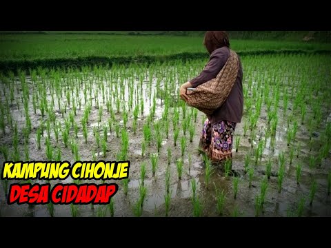 Aktivitas Para Petani Di Pagi Hari | Suasana Kampung Cihonje, Sukabumi Jawa Barat.